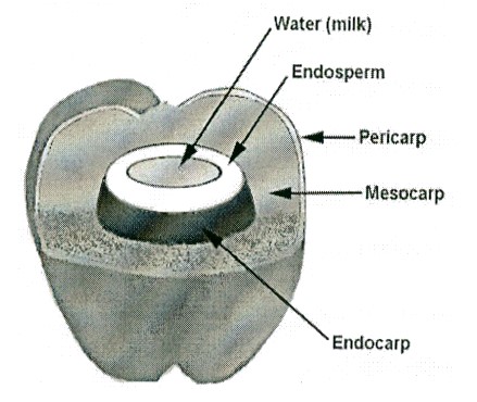 Tender coconut water benefits health and reduces diseases